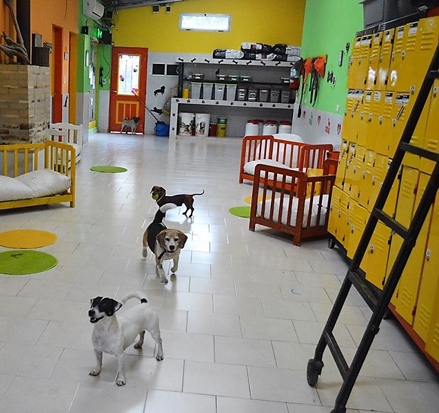 Booking.com permite reservar en su plataforma un hotel para perros ...
